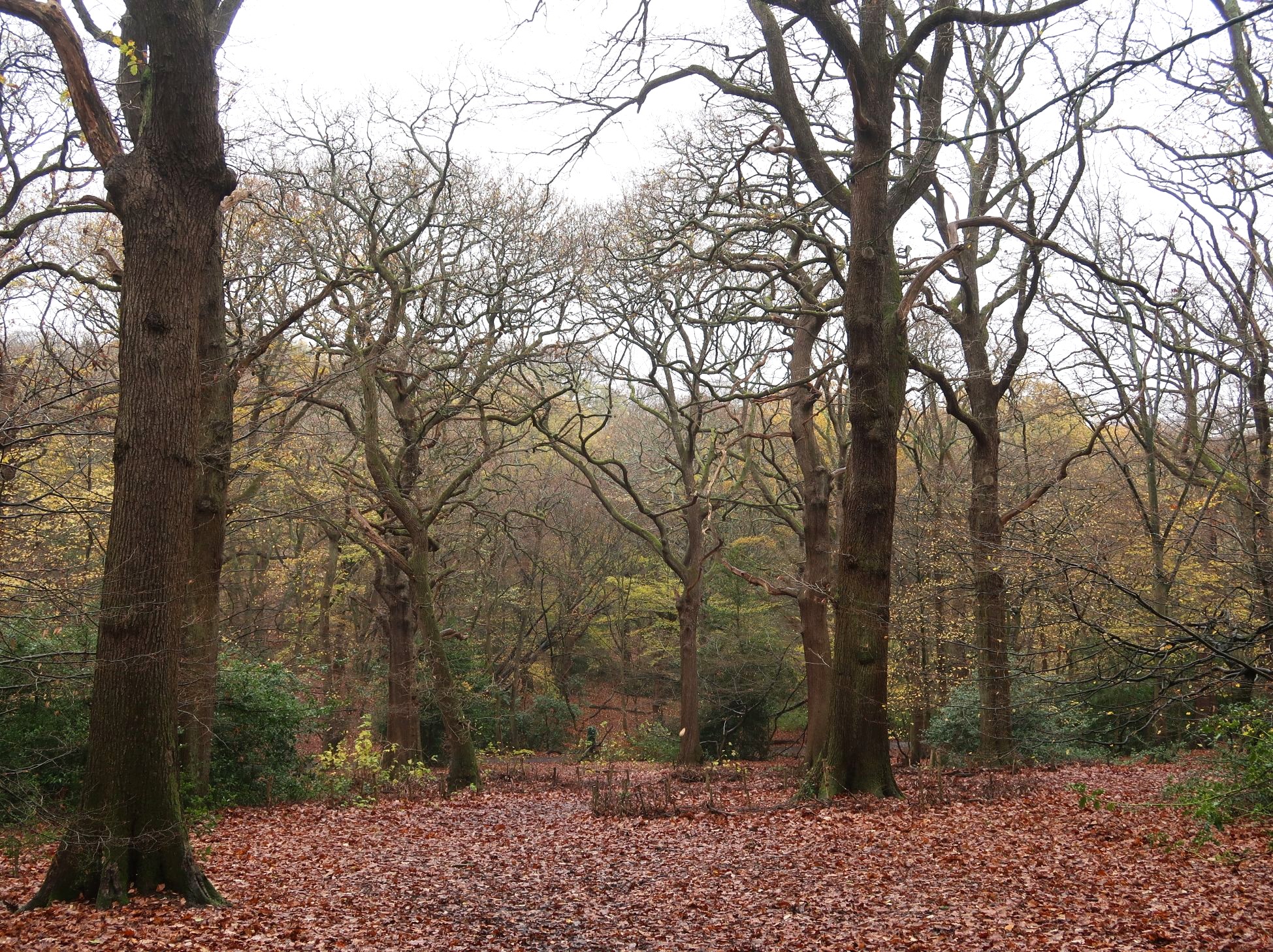 Woods walk – Mick Hartley