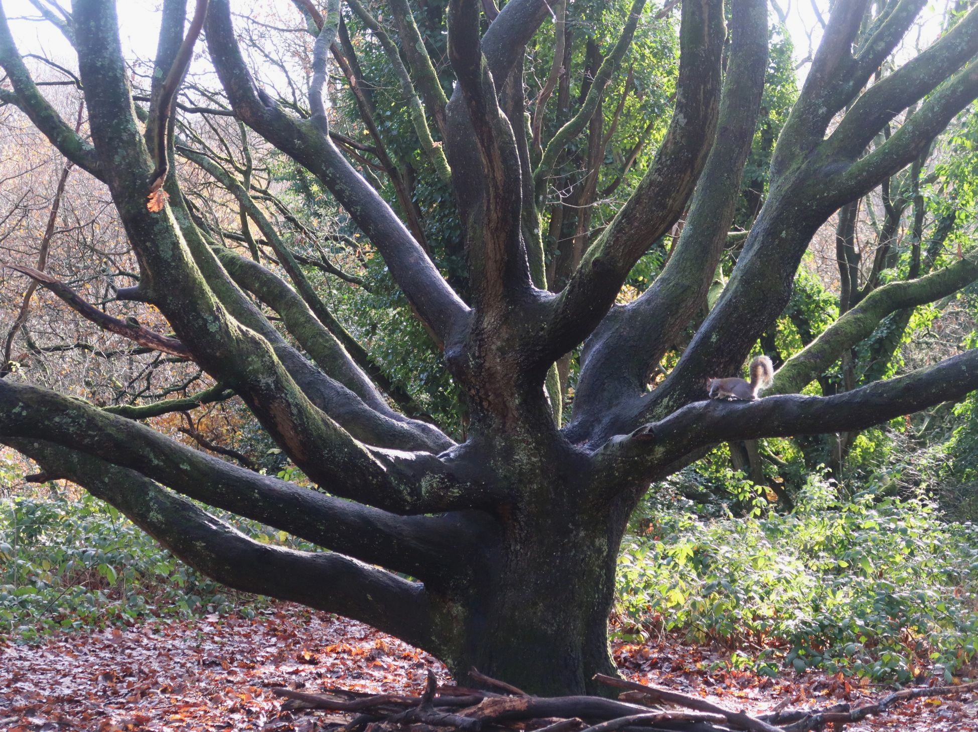 Hampstead trees – Mick Hartley