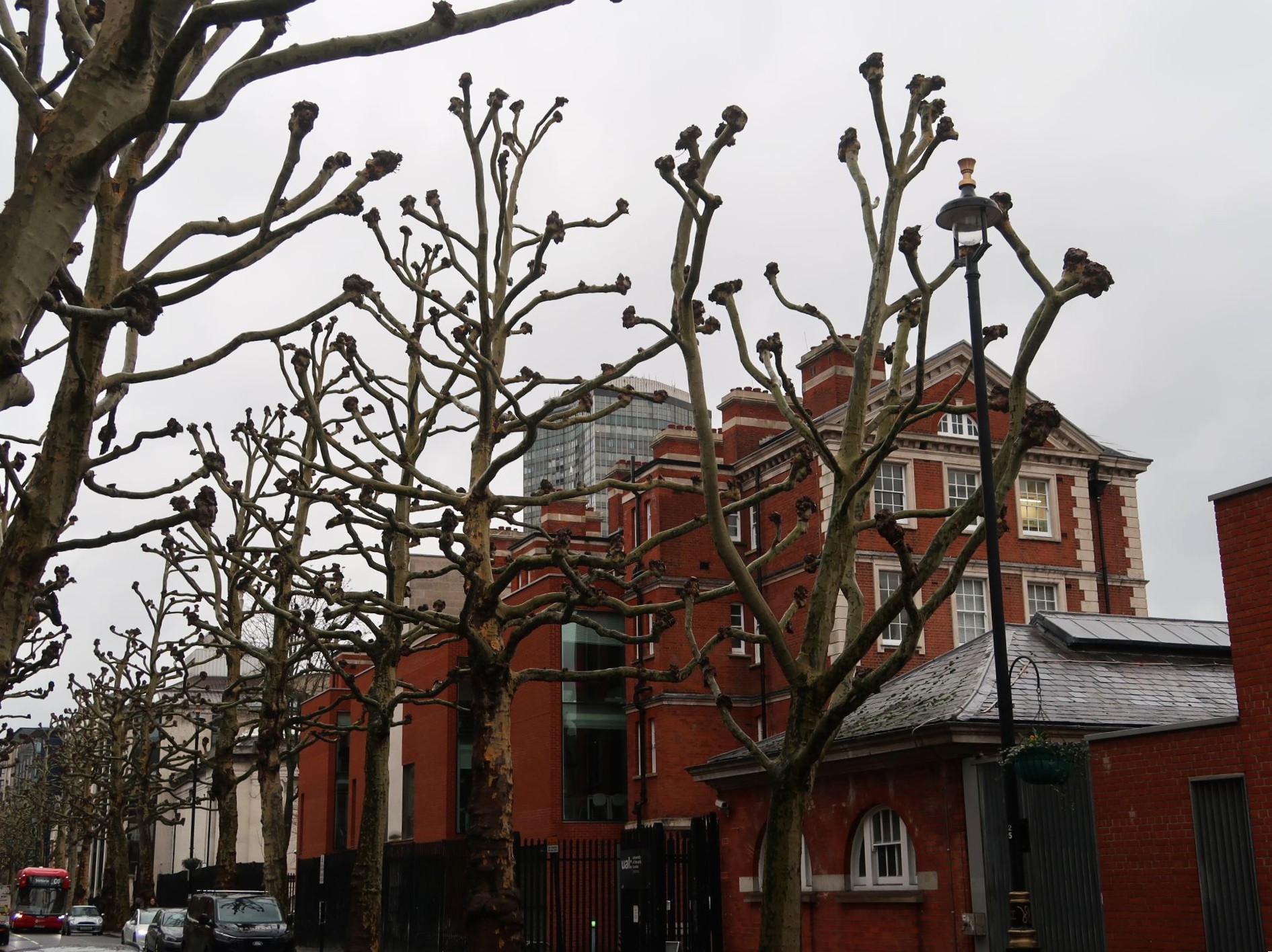 London trees – Mick Hartley